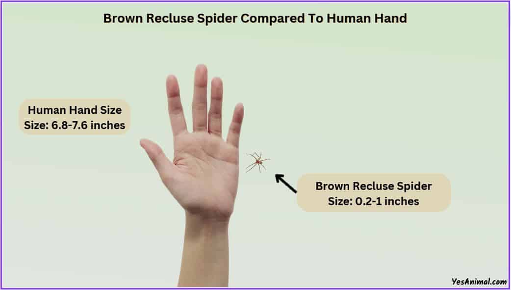 Brown Recluse Spider Size Explained And Compared With Others
