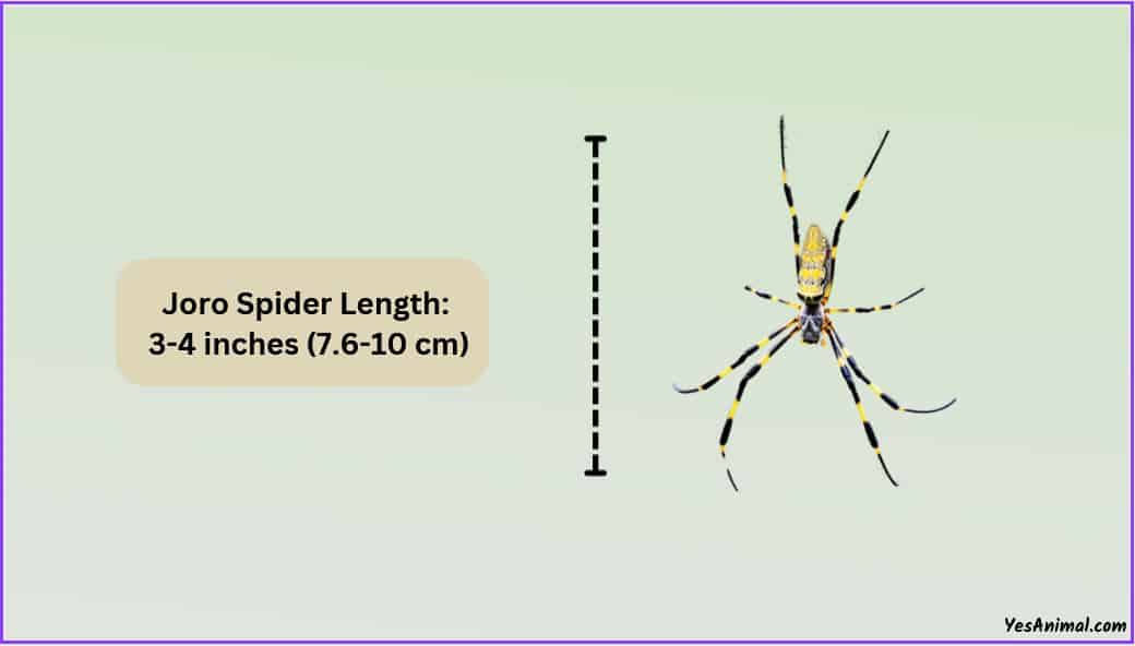 Joro Spider Size Explained & Compared With Other Spiders Joro Spider Size Explained & Compared With Other Spiders