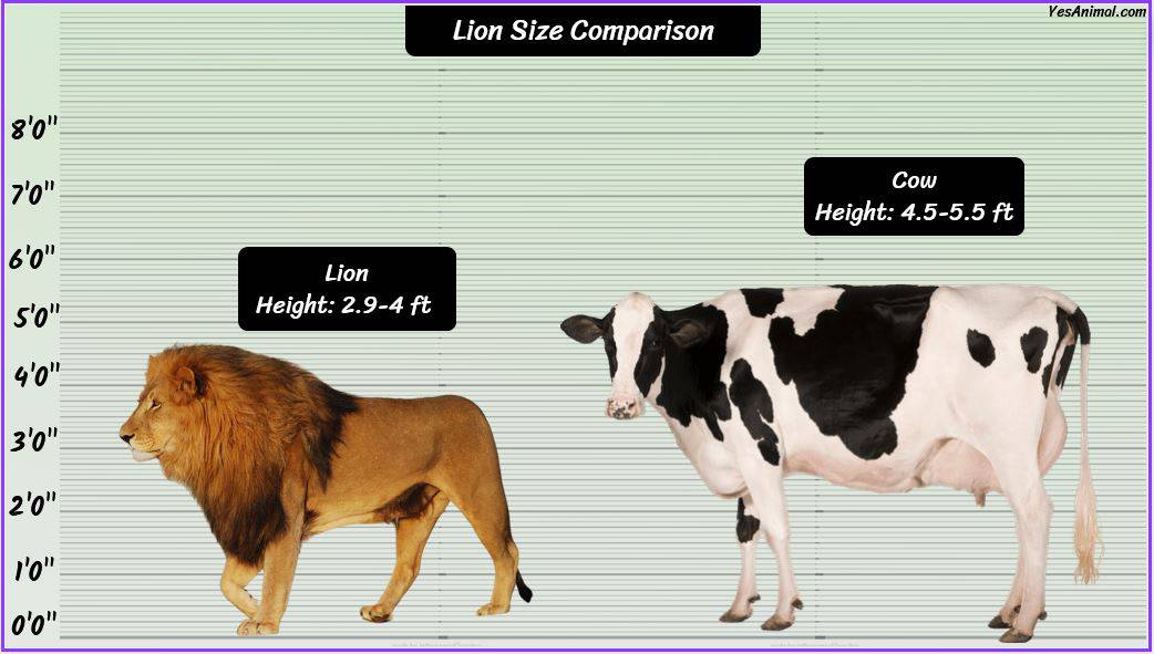 Lion Size: How Big Are They Compared To Others? Lion Size: How Big Are They Compared To Others?