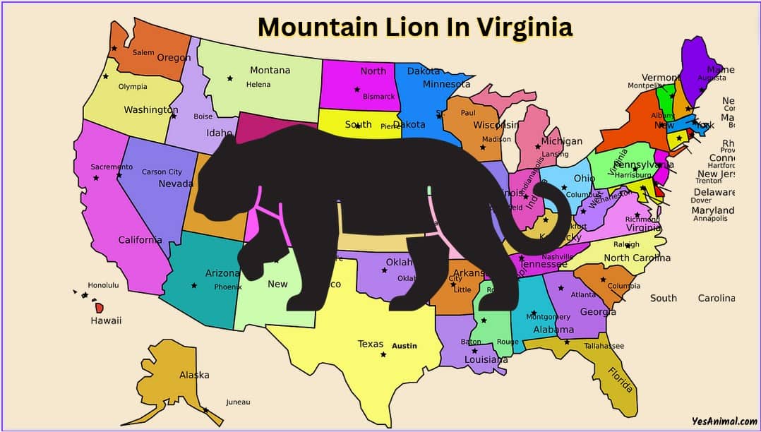 Mountain Lion In Virginia: Do They Still Live There? Mountain Lion In Virginia: Do They Still Live There?